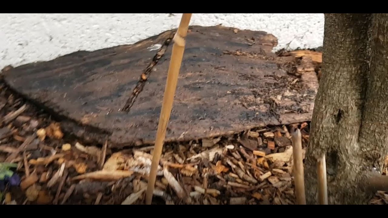 Help Encourage Natural Homes for Bugs and Insects - YouTube