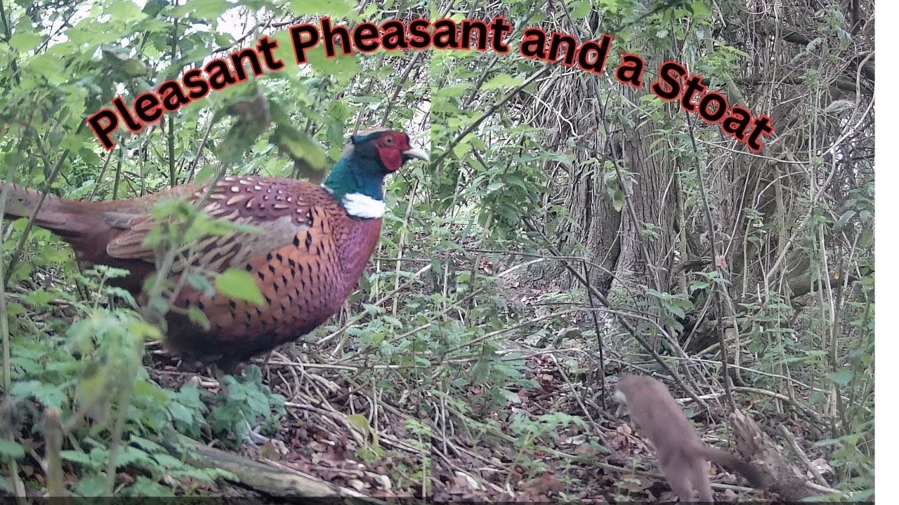 Pleasant Pheasants - YouTube