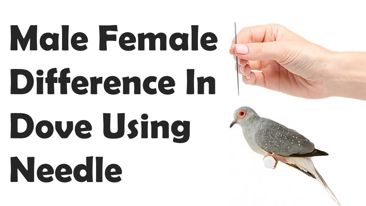 Male Female Difference In Dove Using Needle - Gender Confirmation In ...
