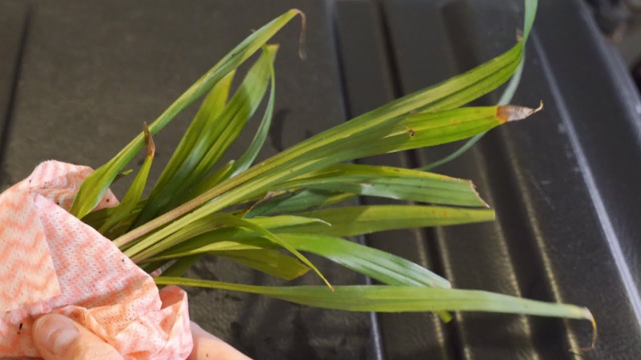 Chinese Lucky Grass, Reineckea Carnea, 吉祥草 Kichijosou - Ornamental ...