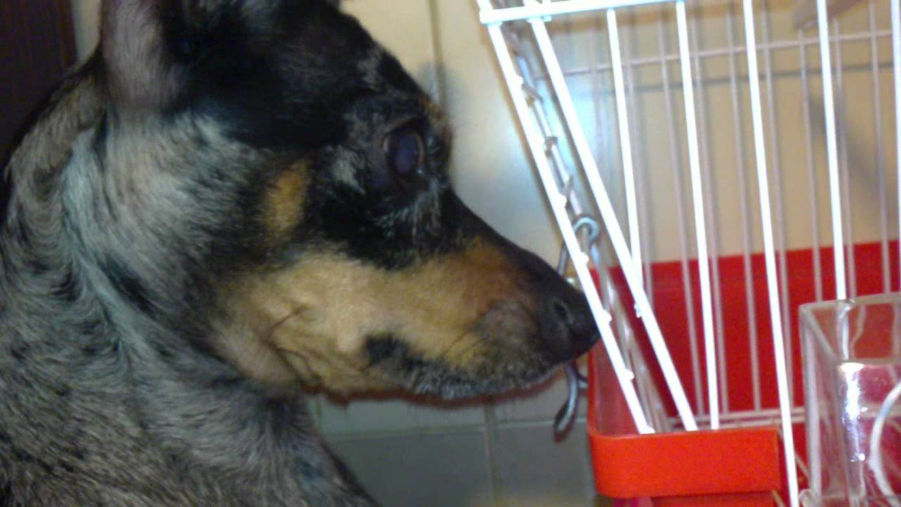 Phoebe crying and Chipiron eating. - YouTube