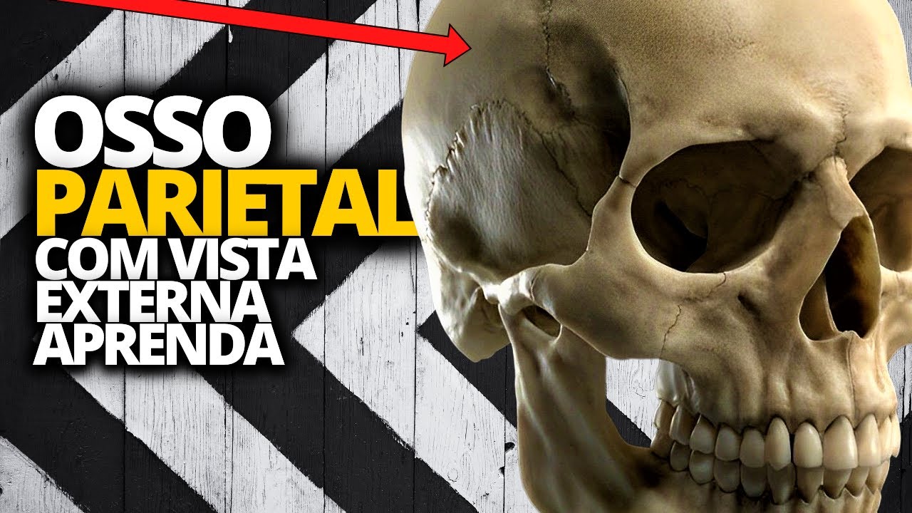 SISTEMA ESQUELÉTICO - OSSO PARIETAL VISTA EXTERNA - YouTube