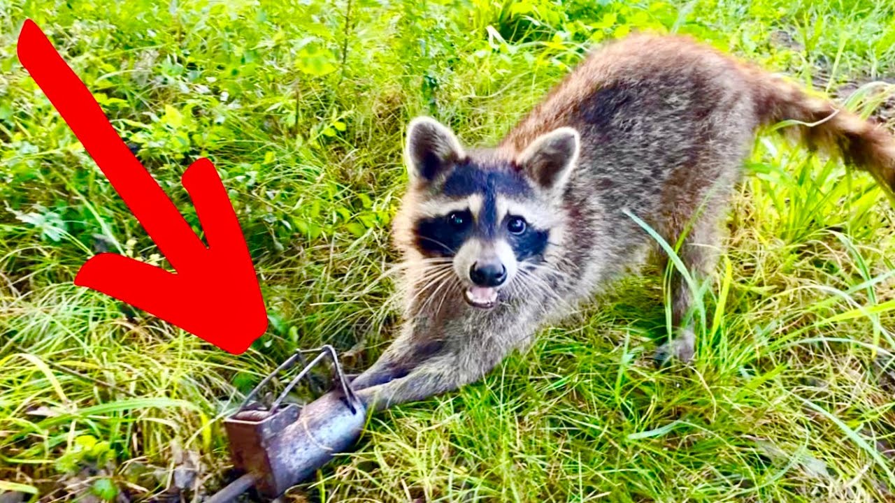 Best Raccoon Trap EASY to Set - YouTube