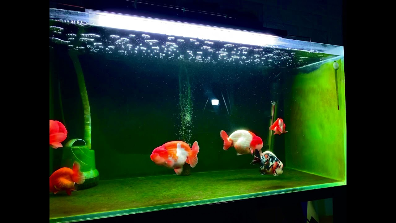 Ranchu Tank / gold fish - YouTube