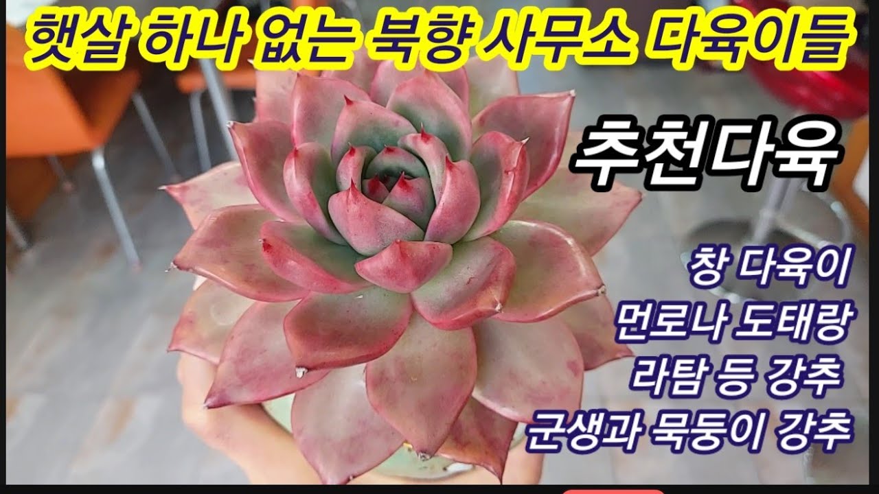 햇살 하나 없는 곳에서 다육이 키울 때 이런 다육이 추천 아가보이데계열 And 먼로 강추강추~ 묵은 다육이 And 군생 다육이로 강추