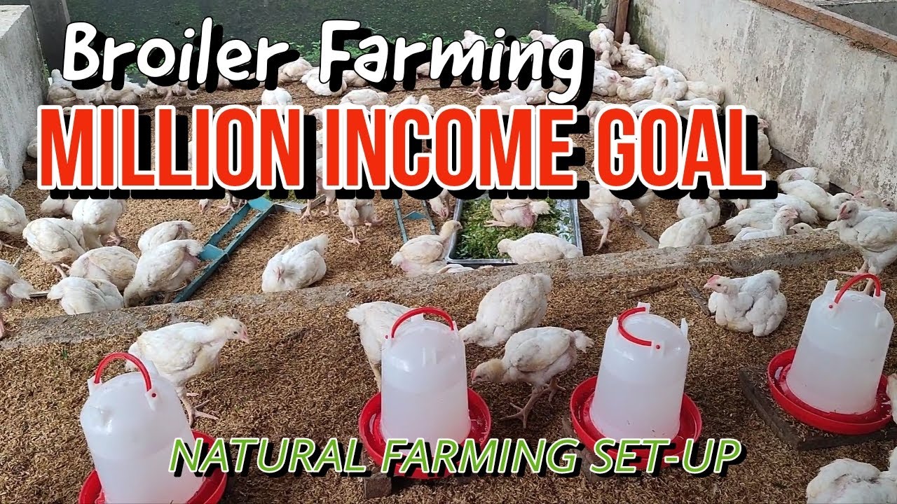 How to Earn Million Monthly in Broiler Chicken Farming through Natural ...
