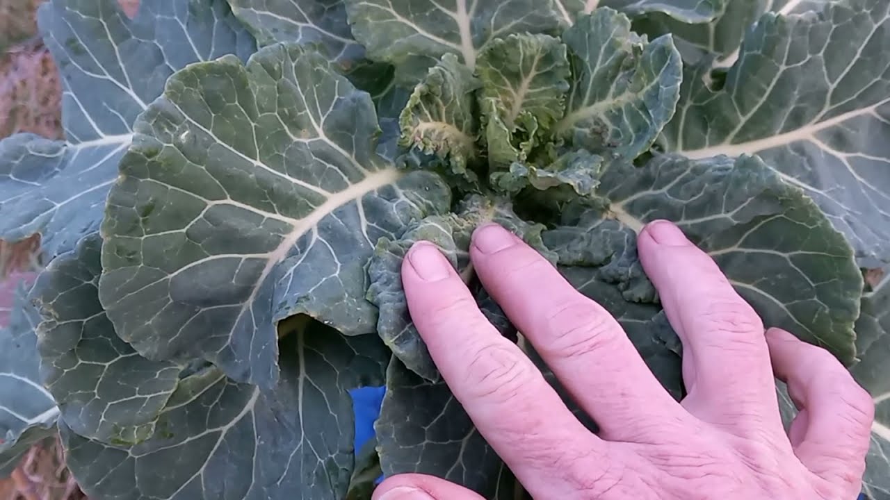 Garden Update December 2021 Winter Gardening Walking Stick Bloody Dock ...