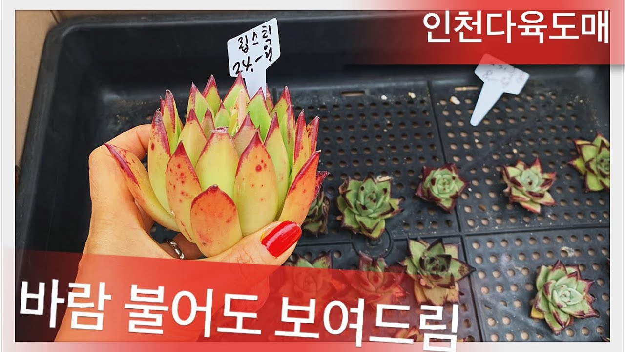 인천다육도매 365일 다육이보기🔺010 5316 7402🔺유투브에서 핫한 인천다육도매점채팅참여 大환영국민다육이창종류화분