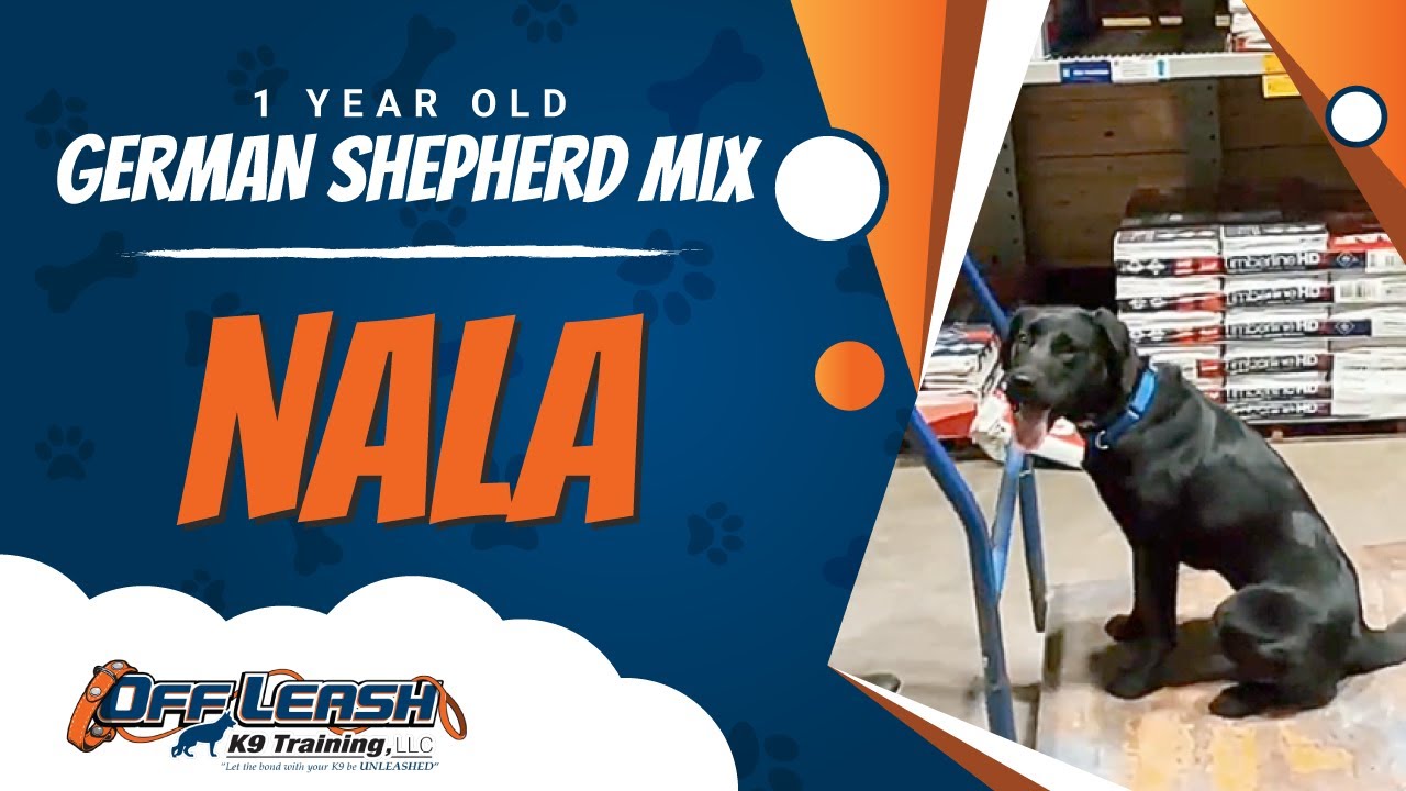 Northern Virginia German Shepherd Training | 1 Year Old, Nala | Best ...