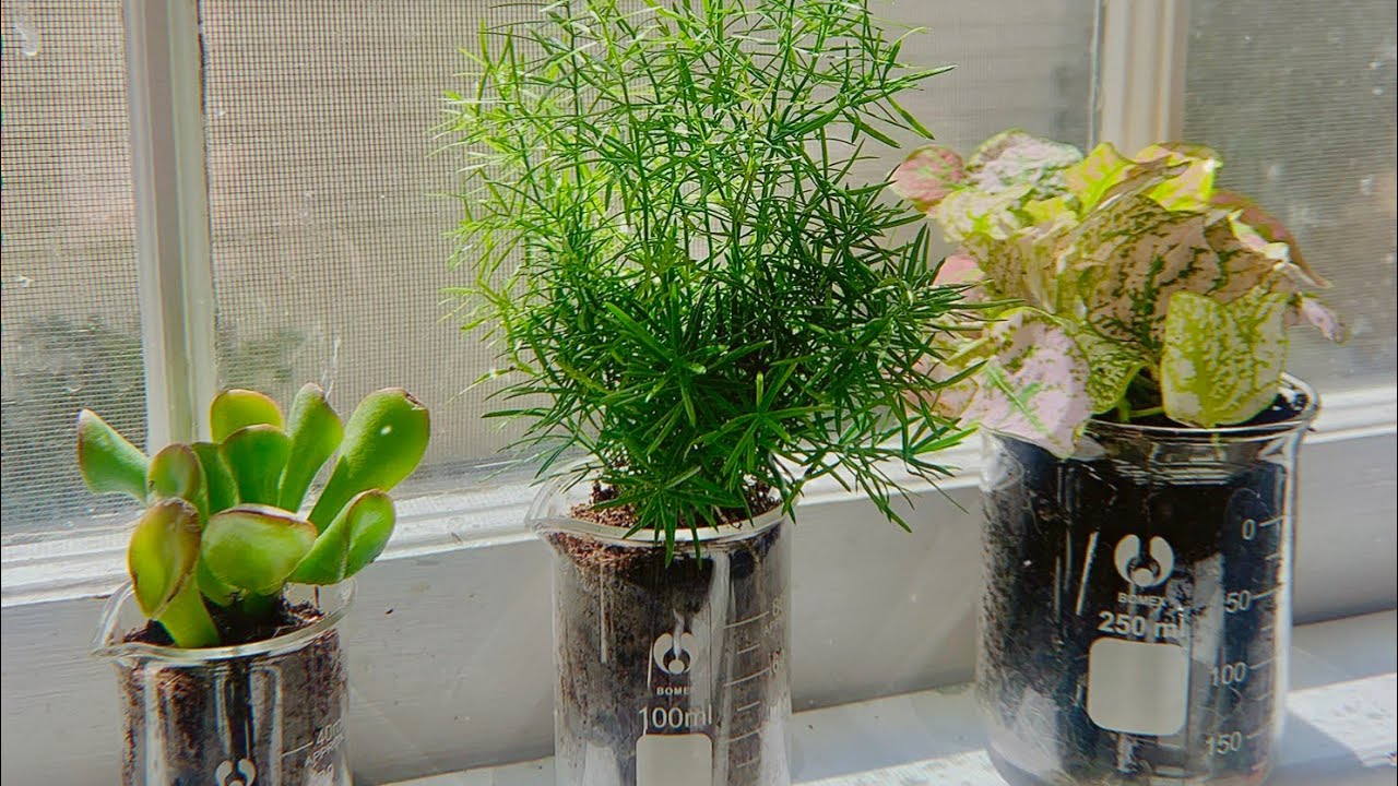 beaker plants - YouTube
