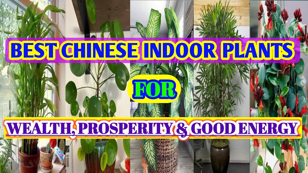 Best Chinese Indoor Plants for wealth, Prosperity, & Good energy - YouTube