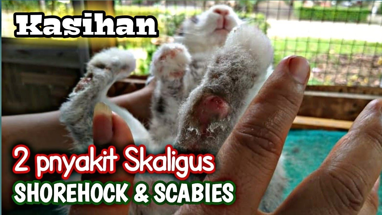 MENGOBATI KELINCI YANG TERKENA 2 PENYAKIT SEKALIGUS || SHOREHOCK DAN ...