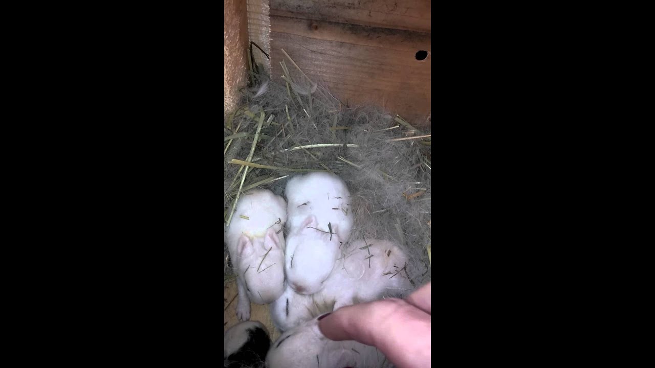Michelle's Dwarf Hotot Baby Rabbits 11-15-15 - YouTube