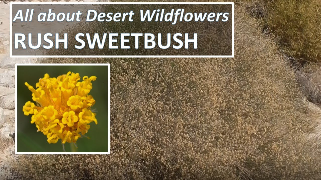 RUSH SWEETBUSH Bebbia juncea (aka Sweetbush Bebbia or Chuckwalla's Delight), Sonoran Desert ...