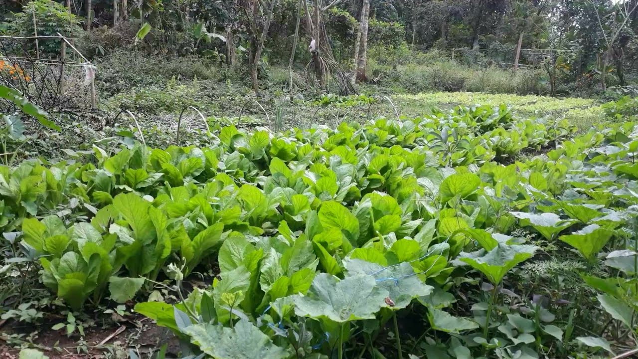 Garden #06How to Plant Mustard Pagtatanim ng Mustasa - YouTube
