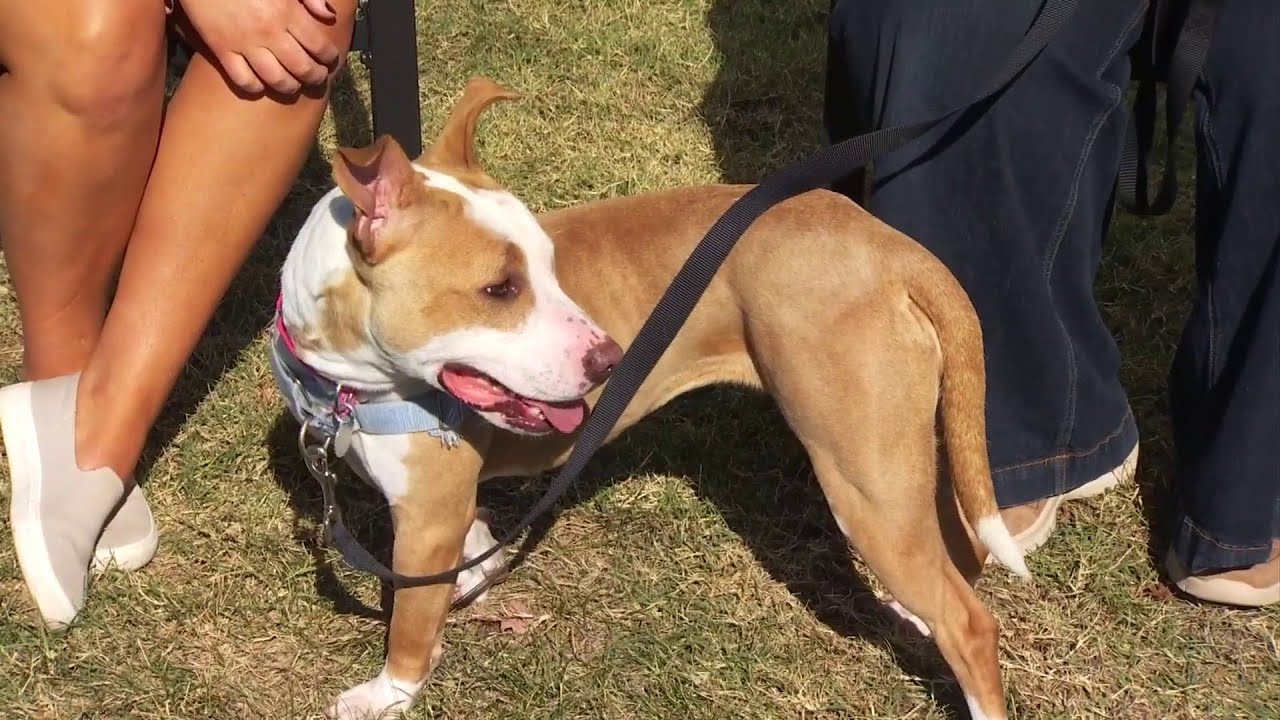 The best friend you didn't know you needed: Meet Mavis! - YouTube