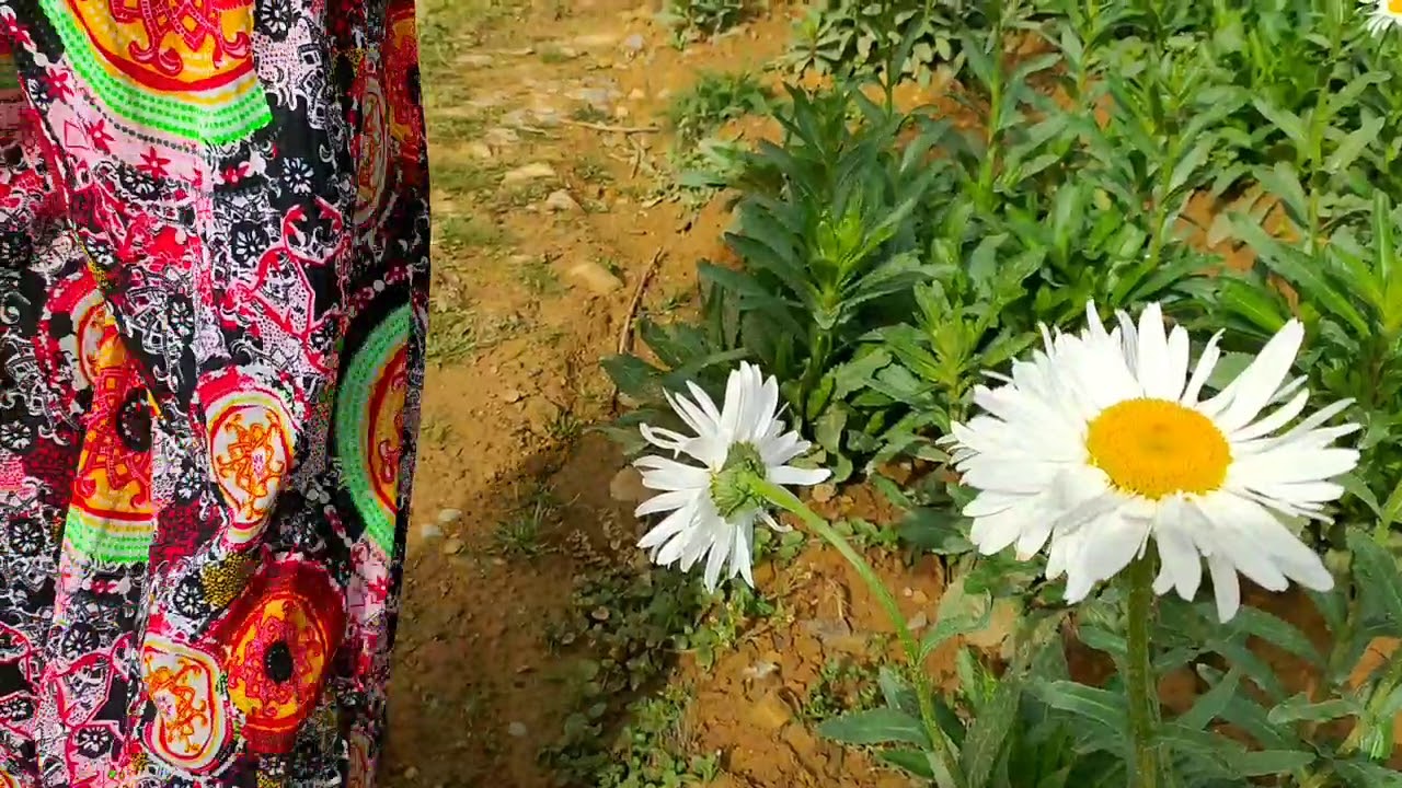 NORTHERN BLOSSOM FLOWER FARM @Atok, Benguet - YouTube