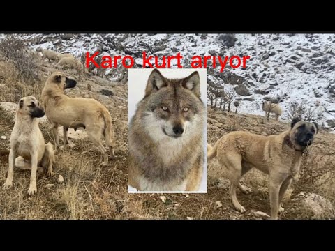 BUGÜN COBAN BEN TEKTİM ZENBERİDE KOYUN YAYMAK ZOR KANGALLAR FIR DÖNDU