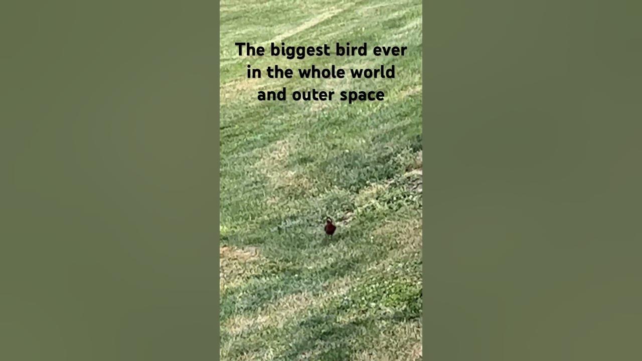 The Biggest Bird Ever Youtube