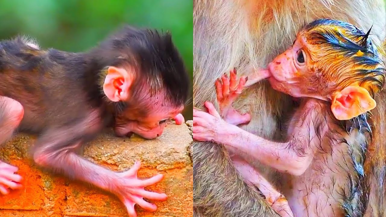 Baby Monkey Crying Loudly! Mother Monkey Leaves Her Hungry Baby Monkeys ...
