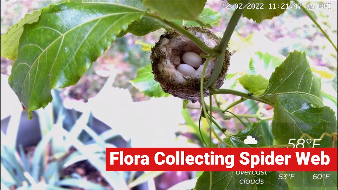 Flora Collecting Spider Web and Eating Bugs - YouTube