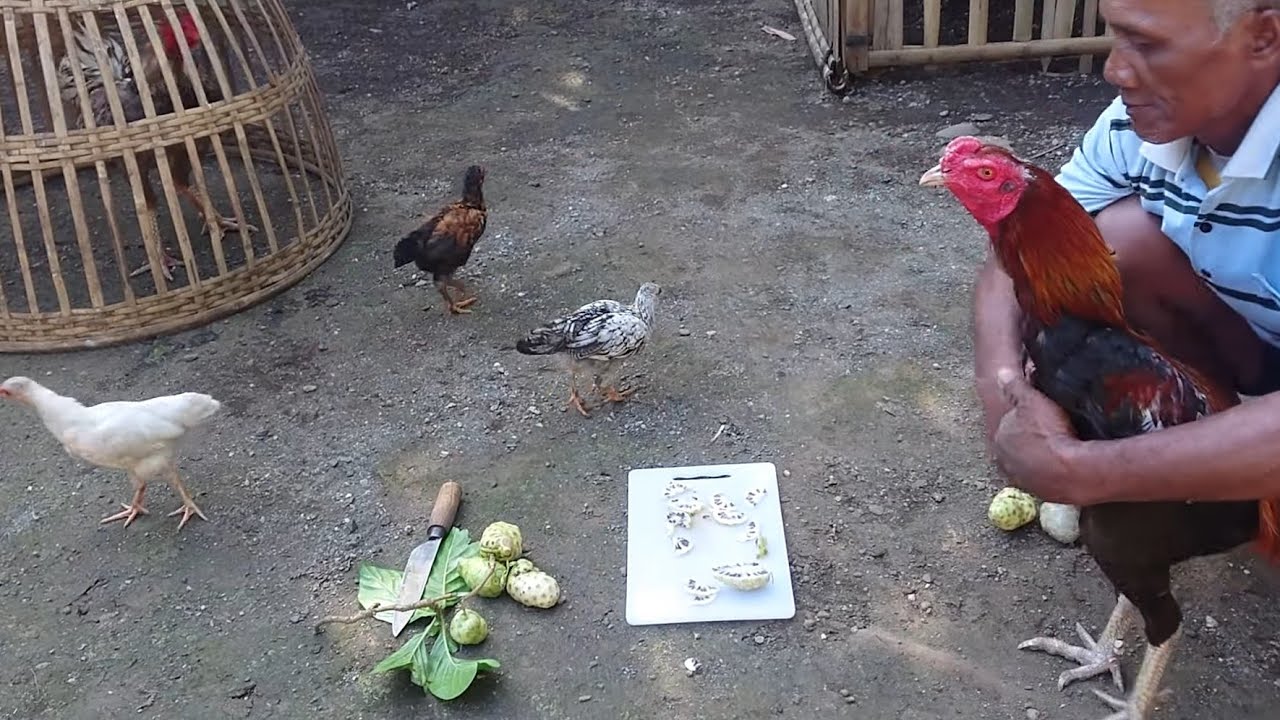 How to feed noni fruit chickens - YouTube