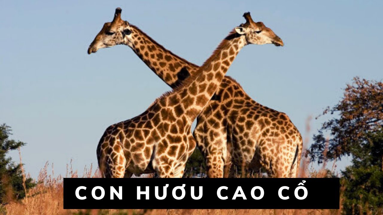 Con hươu cao cổ - YouTube