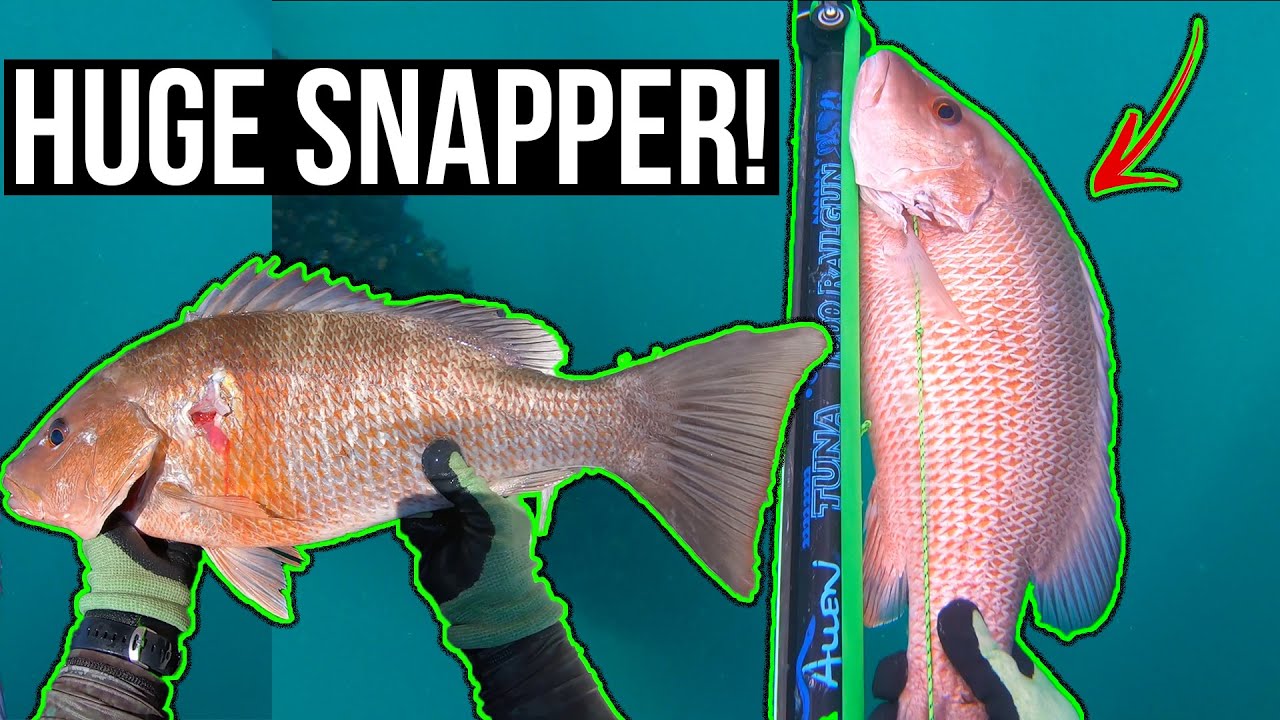 Spearfishing Offshore Rigs for GIANT Snapper || Part 2 || Gulf of ...