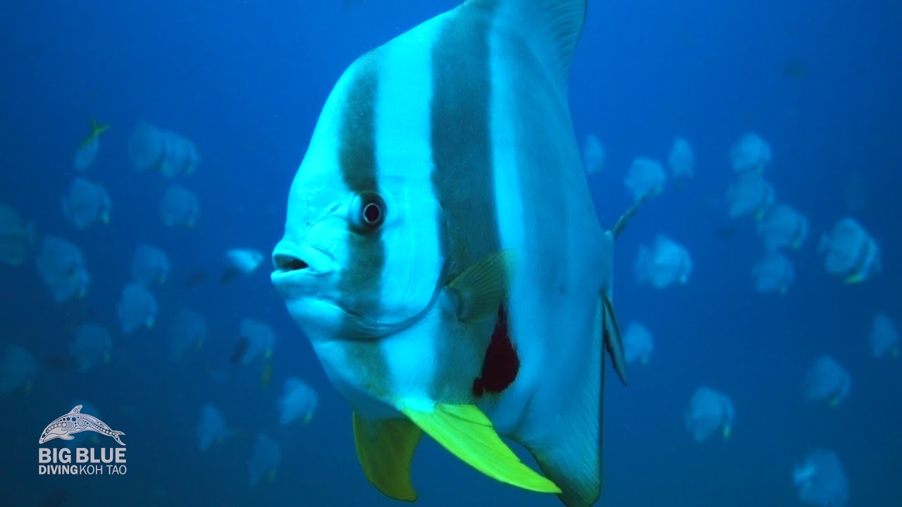 Don't worry, be happy, singing Batfish - Big Blue Diving, Koh Tao ...