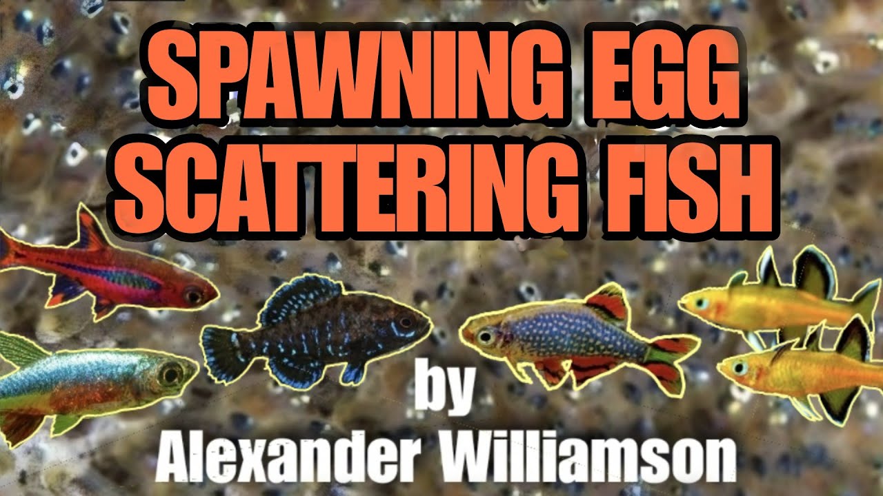 How to Spawn Almost Any Fish! Egg Scatterers & Mop Spawning |The New ...