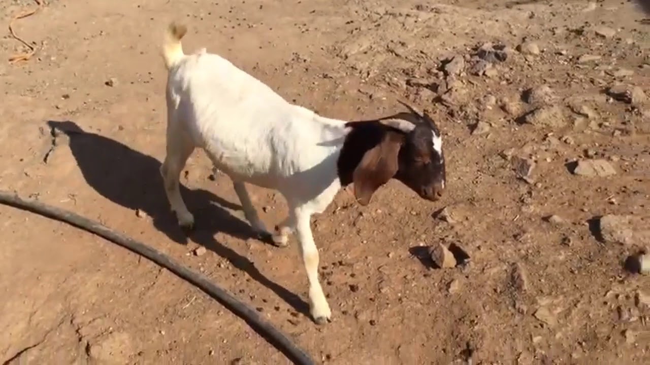 Boer kids and Saneen at Pune Goat Farms- Boer Goats - YouTube