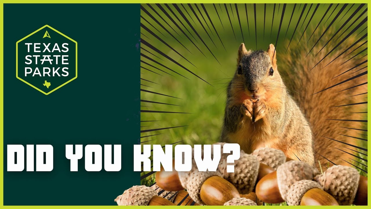 Ranger Eric's Outdoor Classroom: Exploring Fox Squirrels in the Wild - YouTube