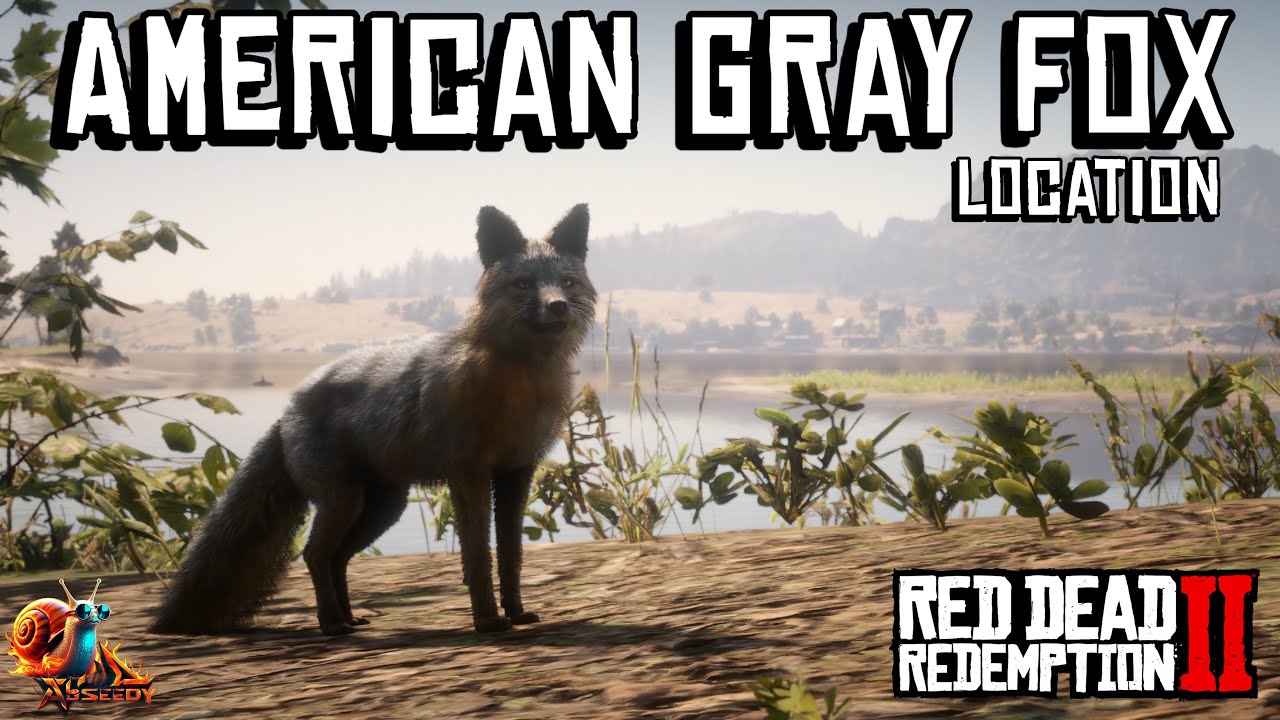 American Gray Fox Location - Red Dead Redemption 2 - YouTube