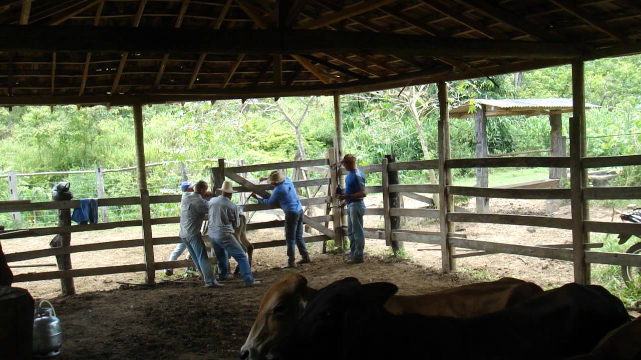 Marcando o gado (Marking the cow's cub) - YouTube