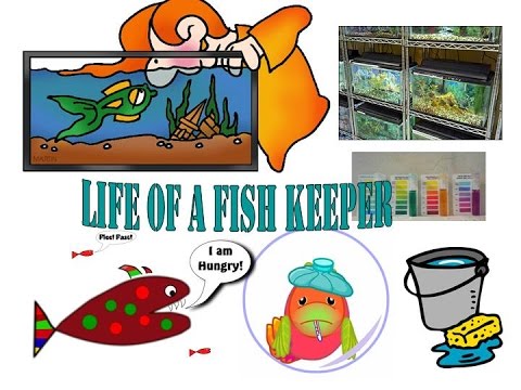The Life of a Tropical Fish Keeper - YouTube