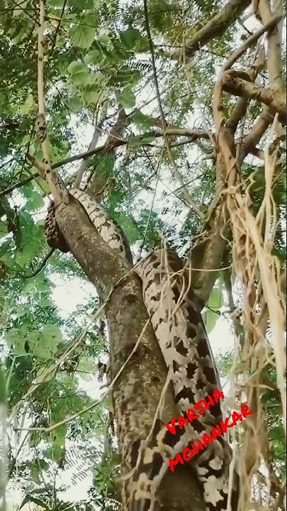 Indian rock python climbing tree😱😱 - YouTube
