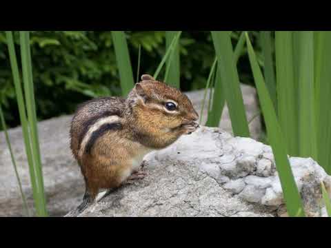 What's Your Toughts On This Animal? #4