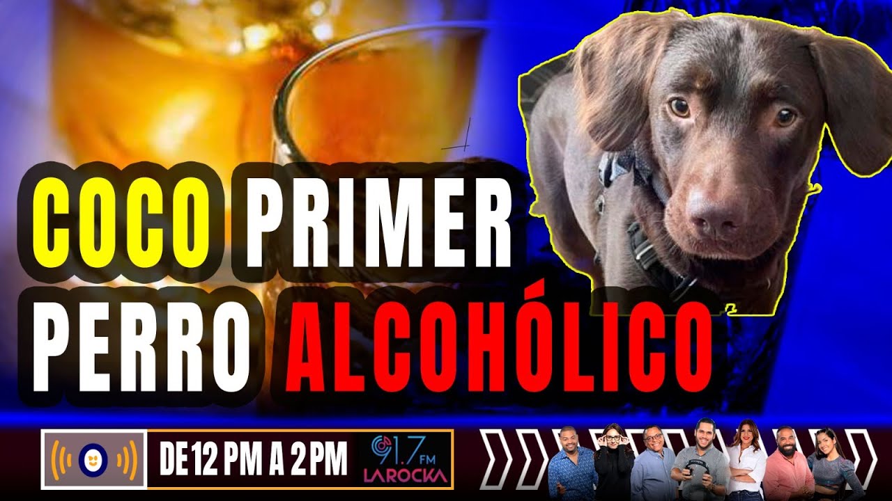 Descubre el SORPRENDENTE LÍO Detrás del 'Coco Primer Perro Alcohólico ...