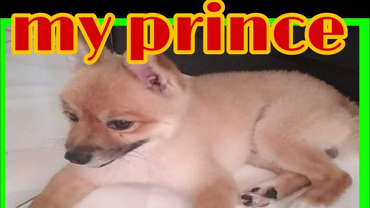 MY POMERANIAN DOG NAME PRINCE - YouTube