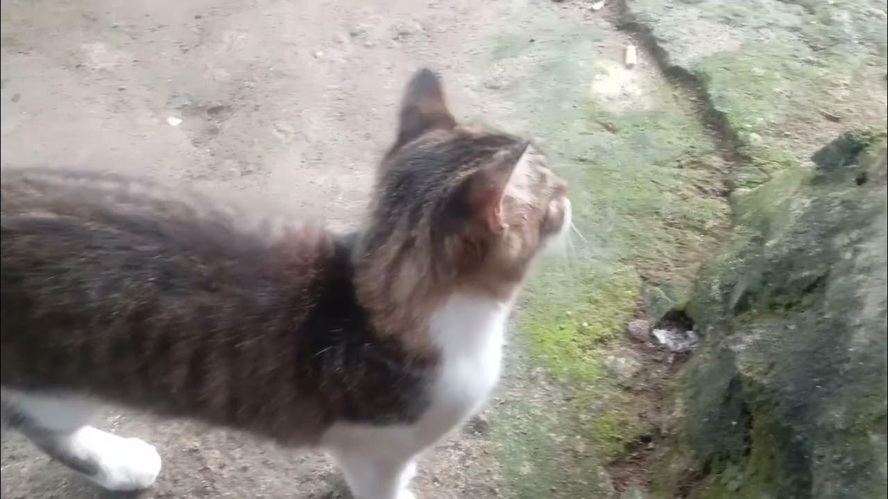 kucing bertiga - YouTube