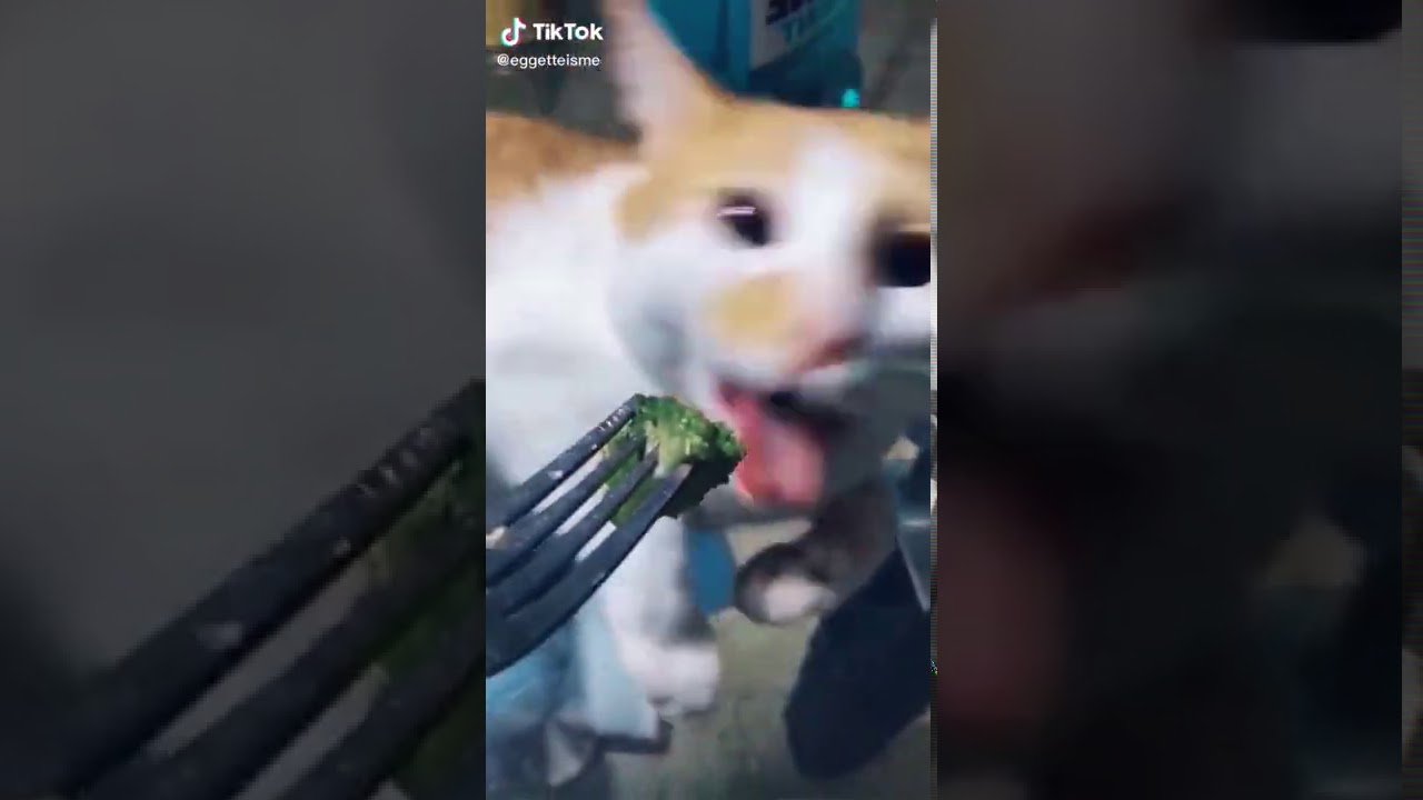El gato que le da asco el brocoli tik tok videos - YouTube