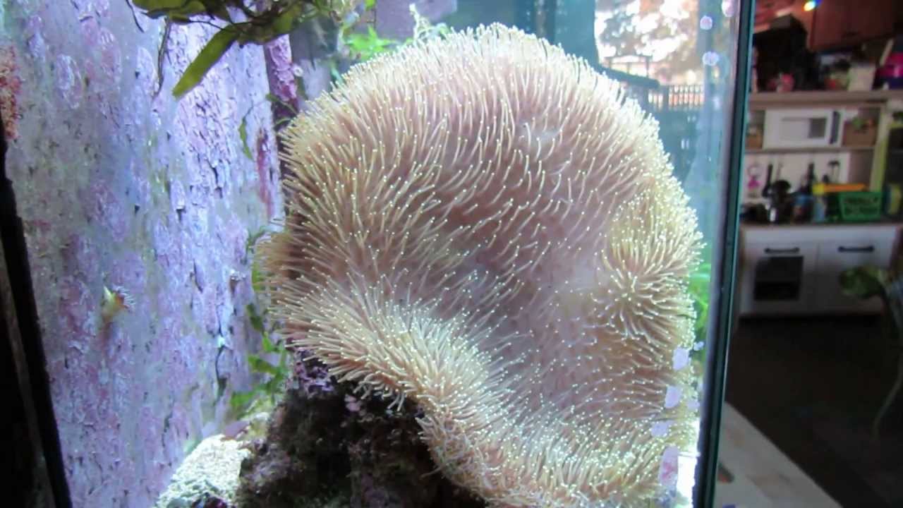 Large Chocolate Clown Fish plays peek a boo behind Giant Toadstool ...