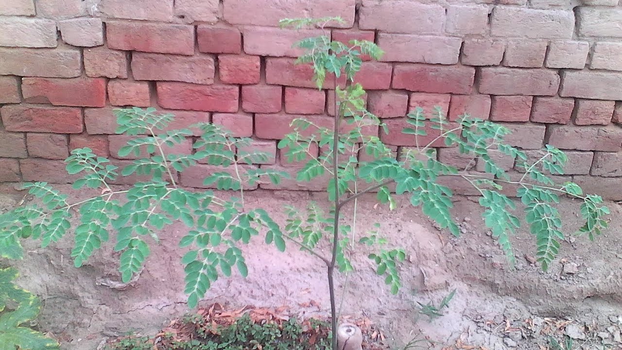 How to grow moringa plant |sanjana plant | swanjama | very use full ...