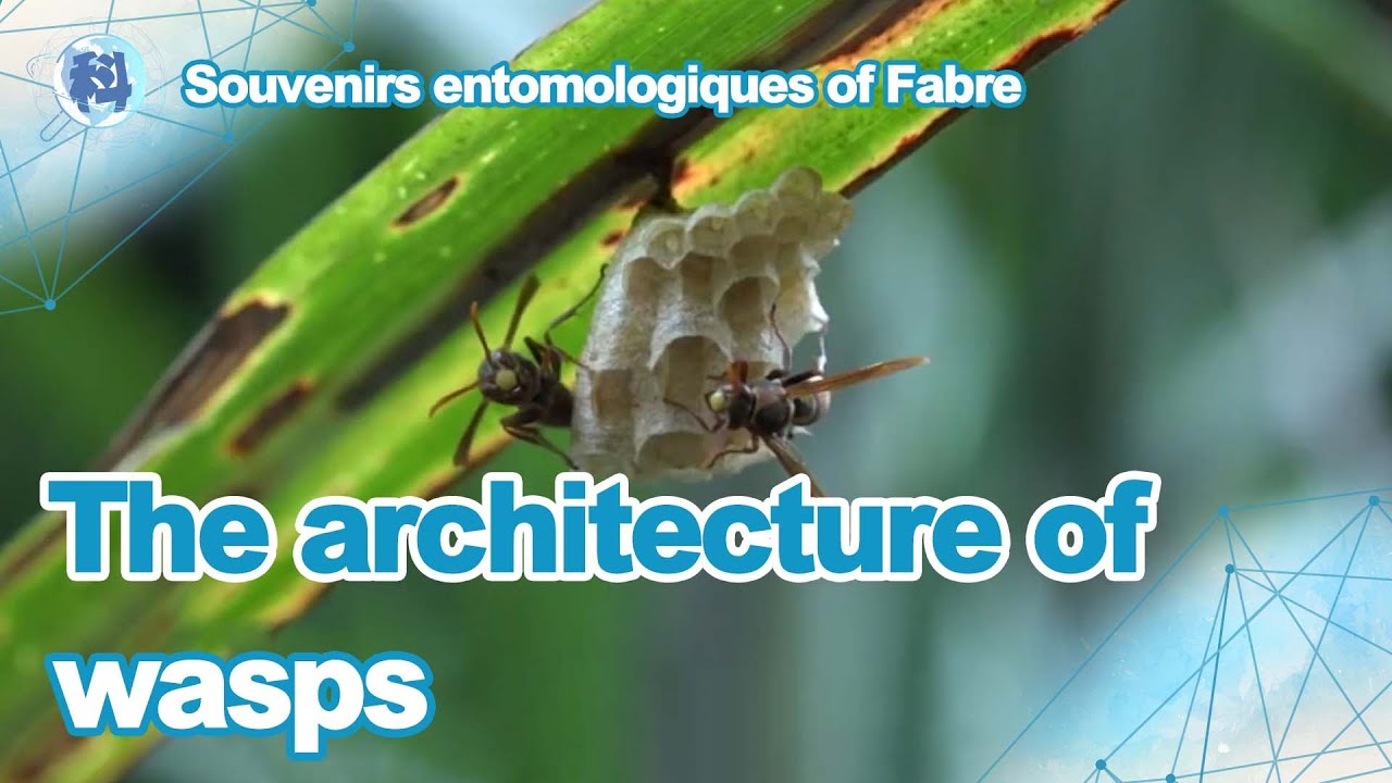 The architecture of wasps_EP04 - YouTube