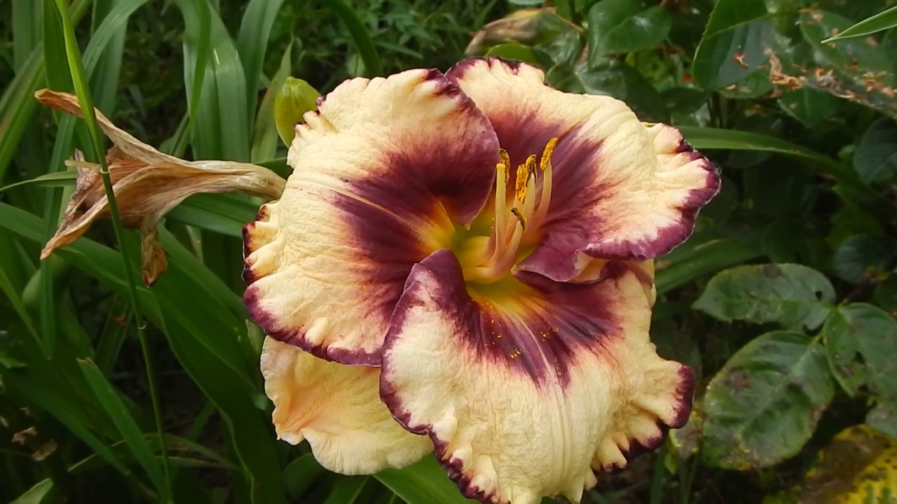 Exotic Treasure x Thomas Tew - YouTube