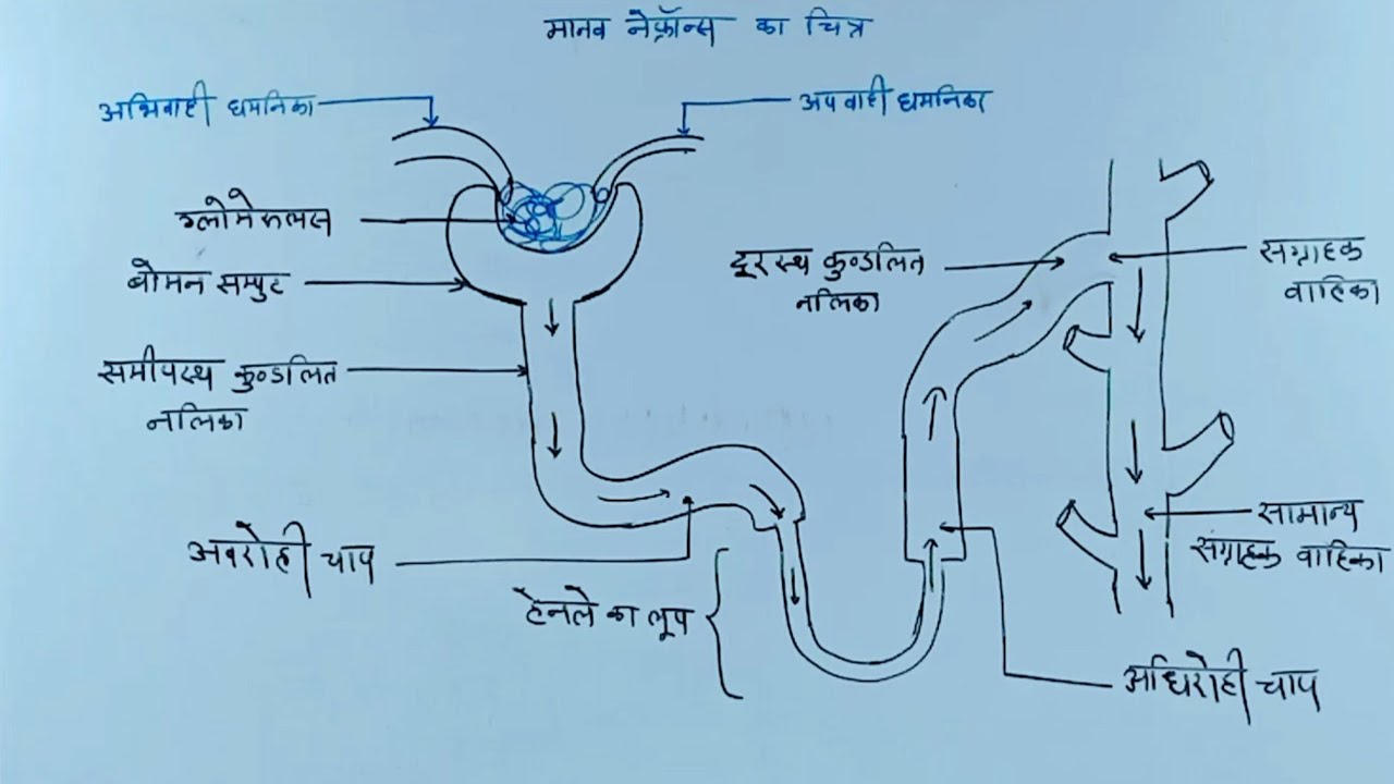 Nephron Simple Diagram In Hindi