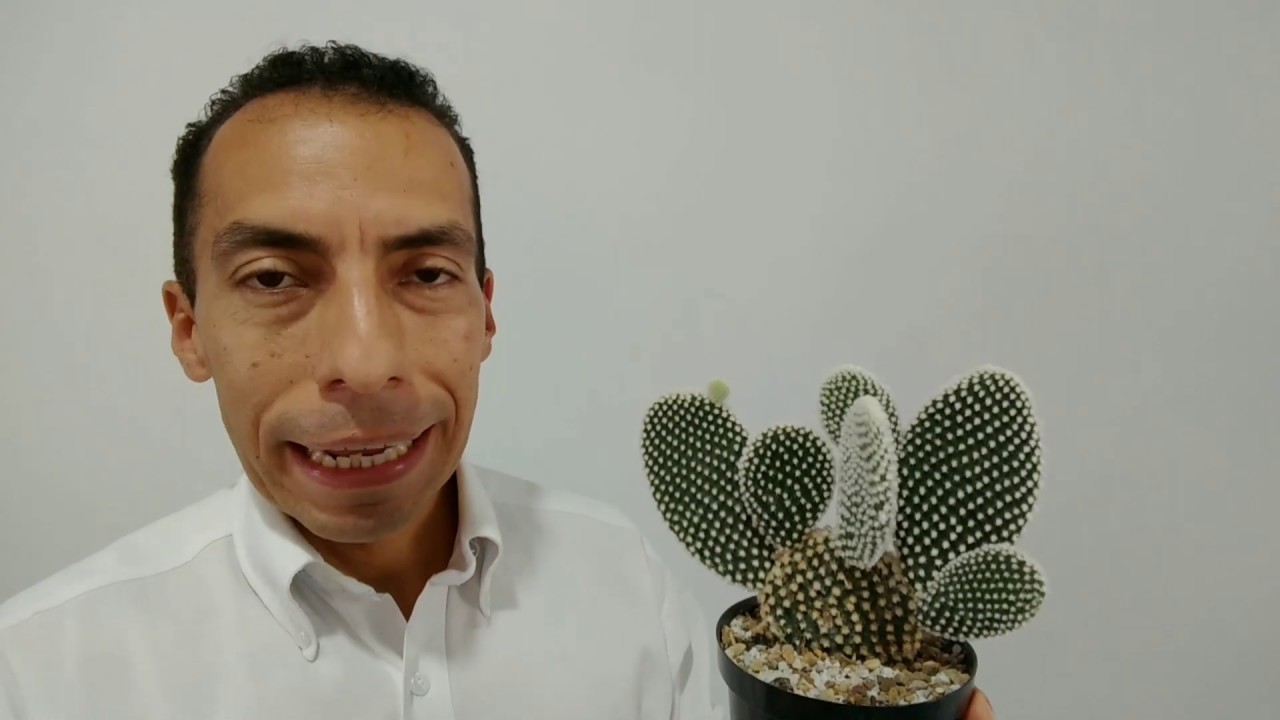 Cactus Mickey Cuidados y propagación - YouTube