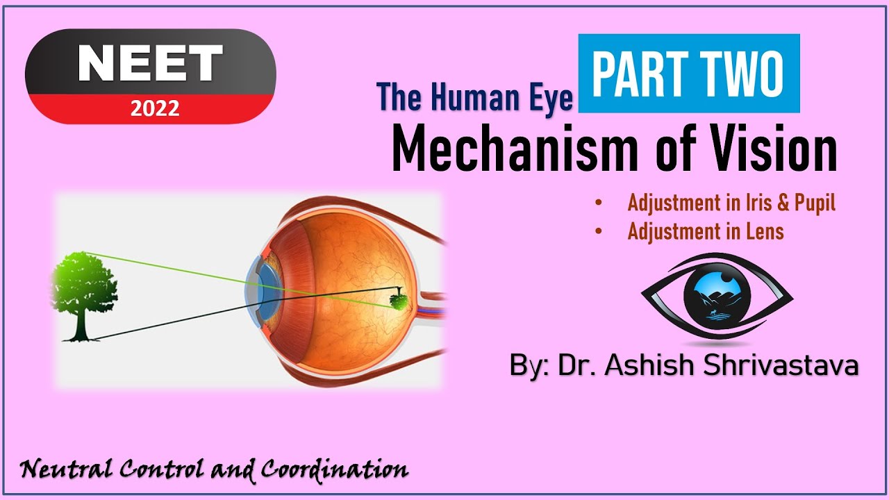 HUMAN EYE PART 2 | MECHANISM OF VISION | NEET - YouTube