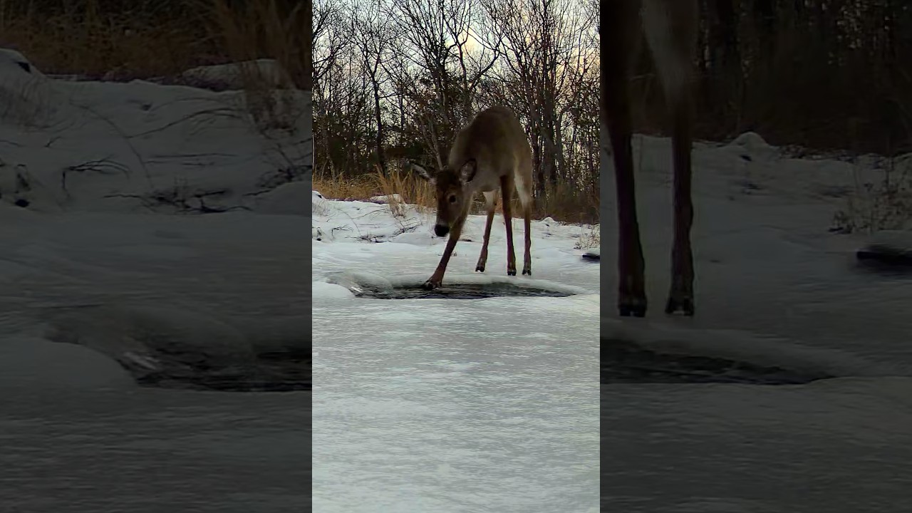 Deer slips, afraid to drink from hole in ice 🦌🧊😱 #whitetaildeer # ...
