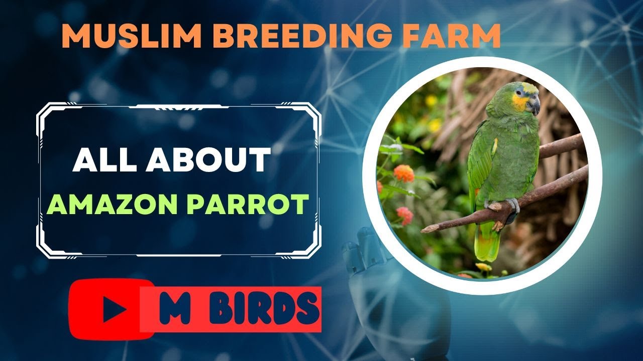 All About Amazon Parrots | Diet, Nature, and More | Grey Parrots and ...